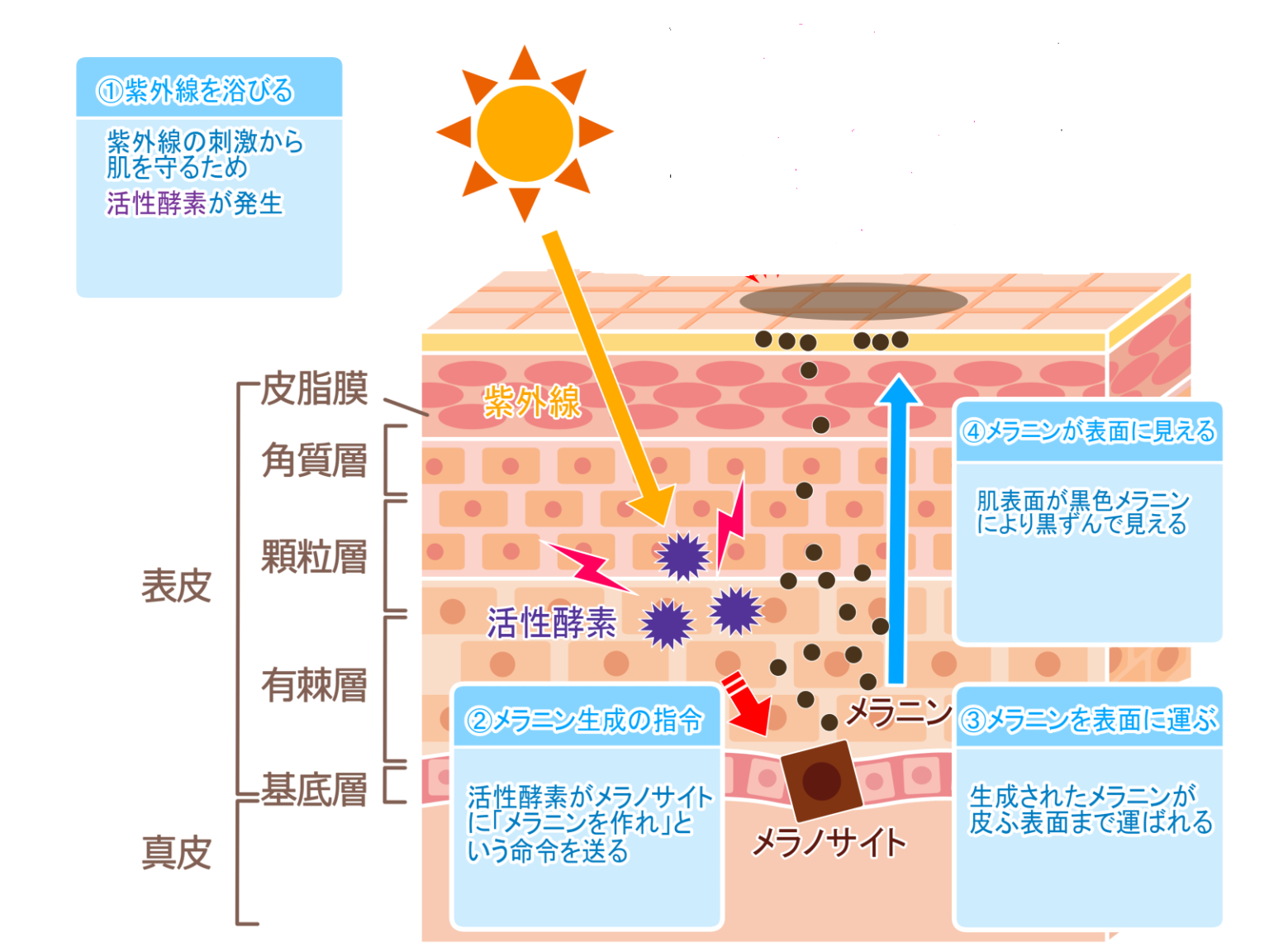 皮膚の構造と機能をわかりやすく！爪・髪・ほくろ・シミの役割と違い | 子供の疑問、大人も疑問…